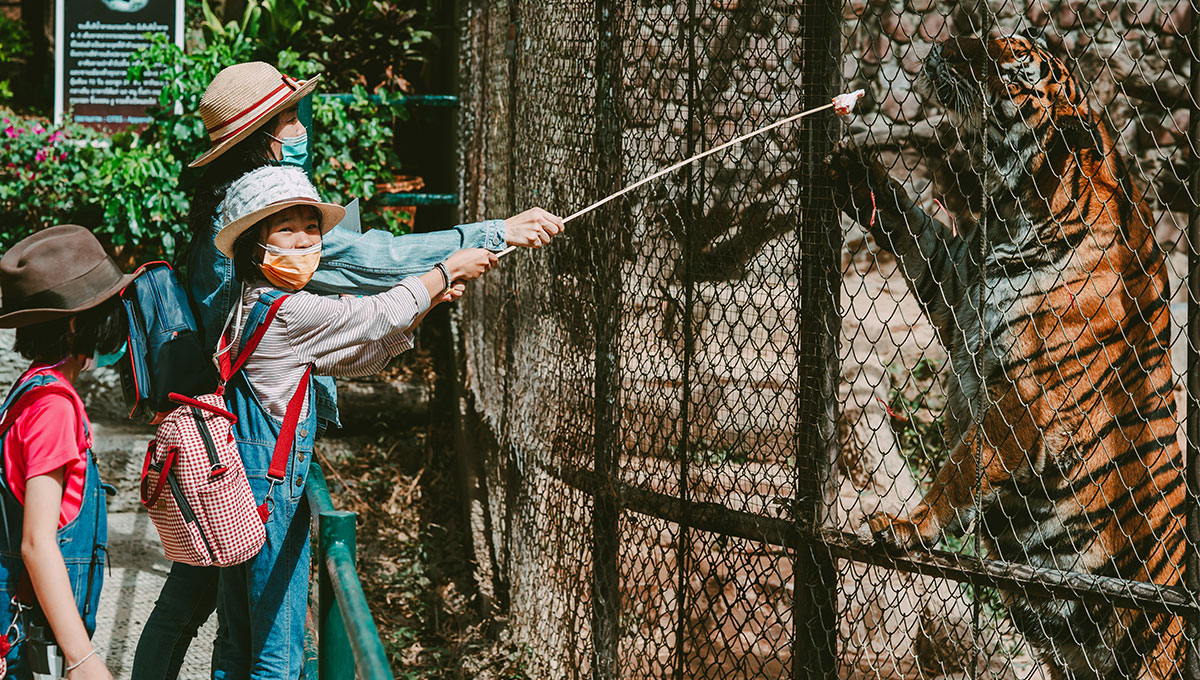 Up close with the Orangies! – Tiger Park Pattaya, Thailand