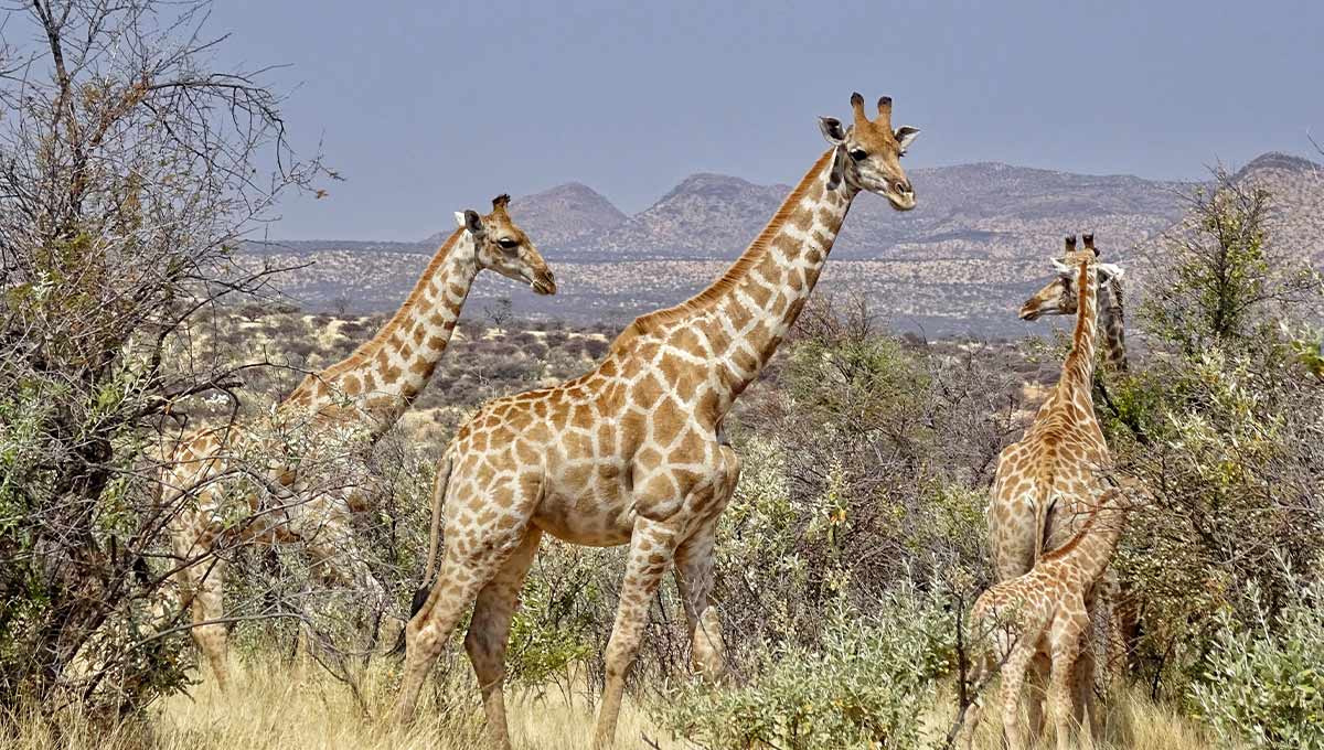 Close Encounters with Wild Animals While on Holiday in Namibia