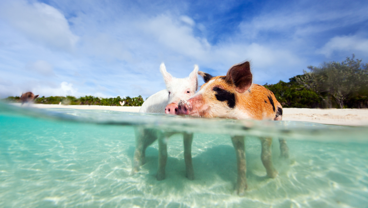 8 Fascinating Reasons to Visit the Bahamas - Bahamas Holidays